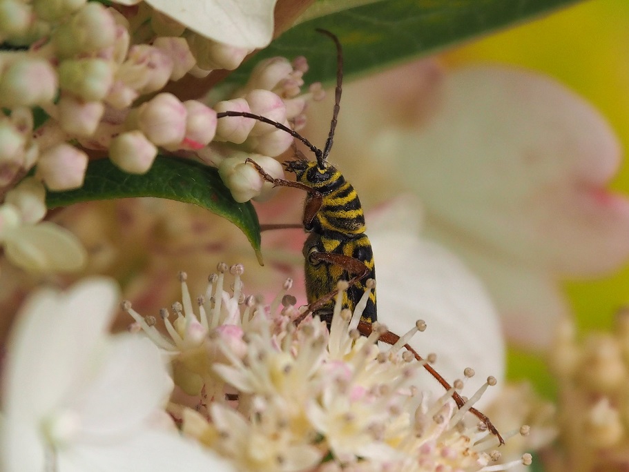 Locust Borer Beetle, Ottawa ON | Traditional Iconoclast