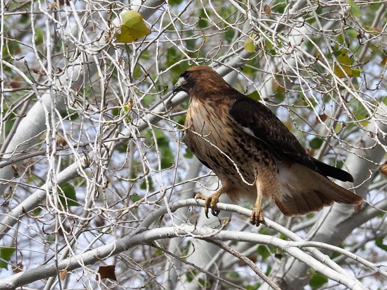 Red-tailed Hawks, Gilbert AZ | Traditional Iconoclast